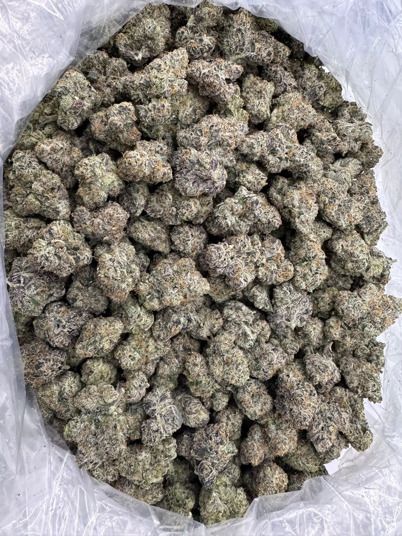 Astro Candy Gas Flower – Smoke Show Labs